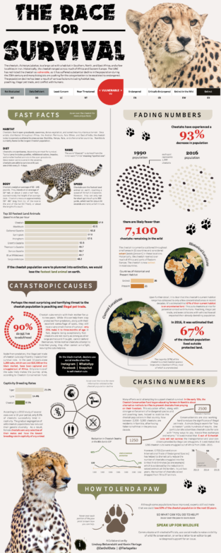 Infographic : A Cheetah’s Race for Survival – Interactive Infographic ...