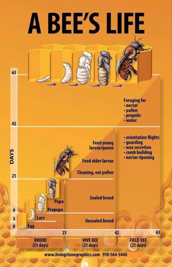Visual : A Bee’s Life – Infographic.tv – Number one infographics & data ...