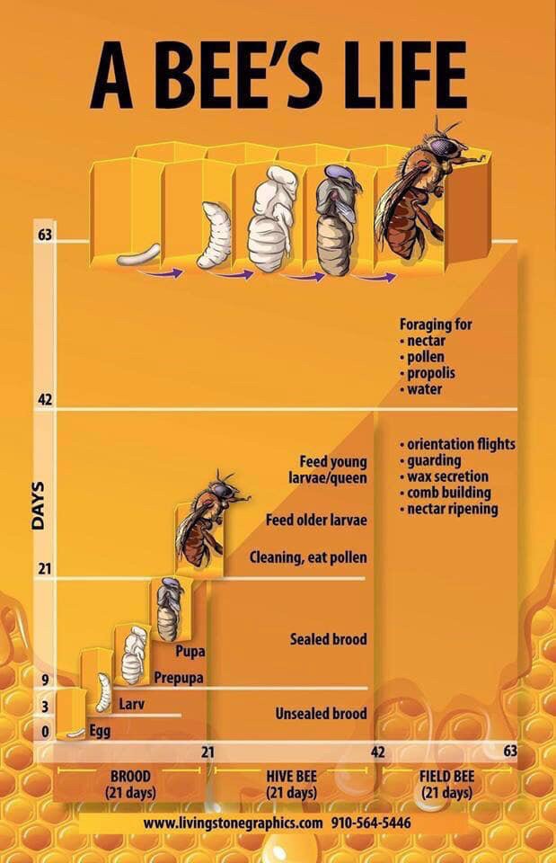 Visual : A Bee’s Life – Infographic.tv – Number one infographics & data ...