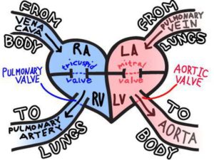 Visual : Blood flow through the heart – Infographic.tv – Number one ...