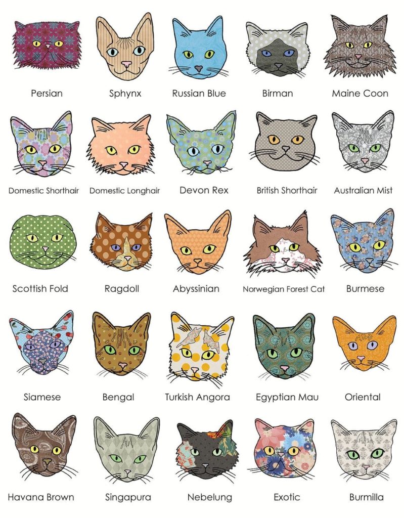 Visual : Cat Breed Guide – Infographic.tv – Number one infographics ...
