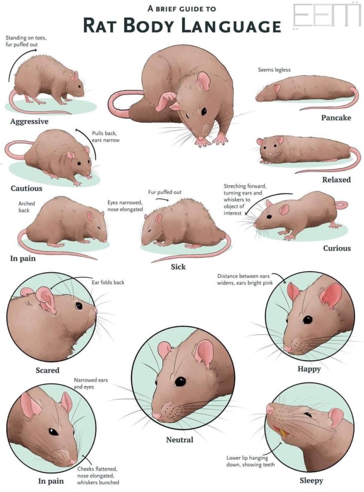 Visual : Rat body language - Infographic.tv - Number one infographics ...