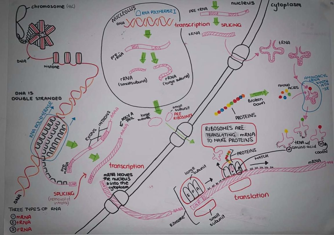 Visual : Transcription and Translation (Biology) – Infographic.tv ...