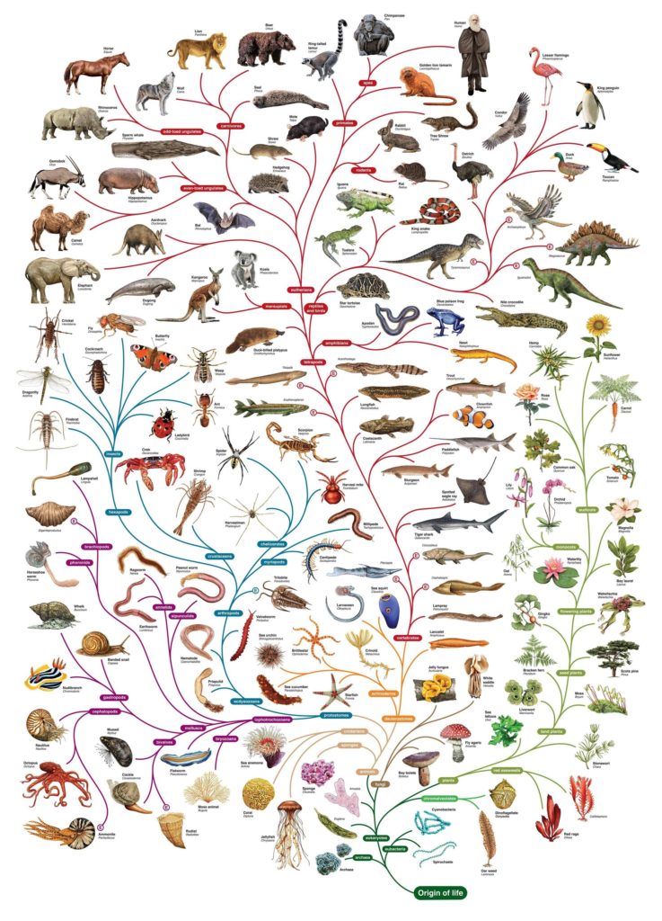 Visual : Tree of Species – Infographic.tv – Number one infographics ...