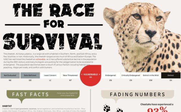 data visualization : The Cheetah’s Race for Survival [OC] – Infographic ...