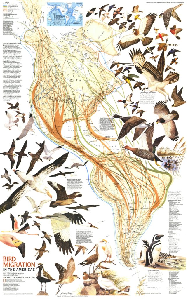 Map : Bird Migration in the Americas – Infographic.tv – Number one ...