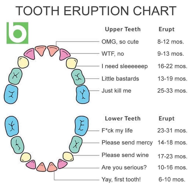 Visual : A chart for the wee chompers – Infographic.tv – Number one ...