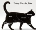 Visual : How To Pet A Cat – Infographic.tv – Number one infographics ...