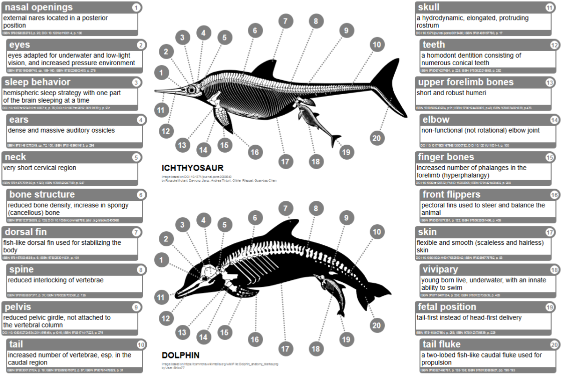 Visual : Ichthyosaur vs Dolphin – Infographic.tv – Number one ...