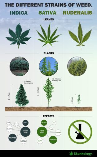 Visual : Strains of weed. - Infographic.tv - Number one infographics ...
