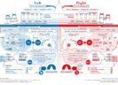 Infographic : Left Wing vs Right Wing Infograph - Infographic.tv ...