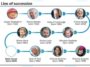 Infographic : Line of succession – Infographic.tv – Number one ...