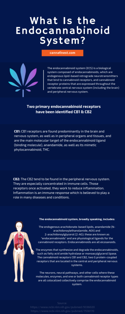 Infographic : What Is the Endocannabinoid System – Infographic.tv ...