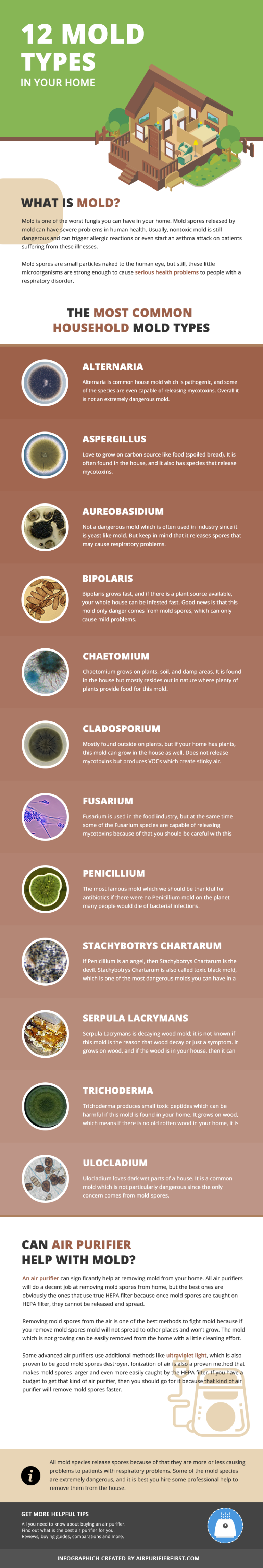 Infographic : 12 Types Of Mold Founded In Home – Infographic.tv ...