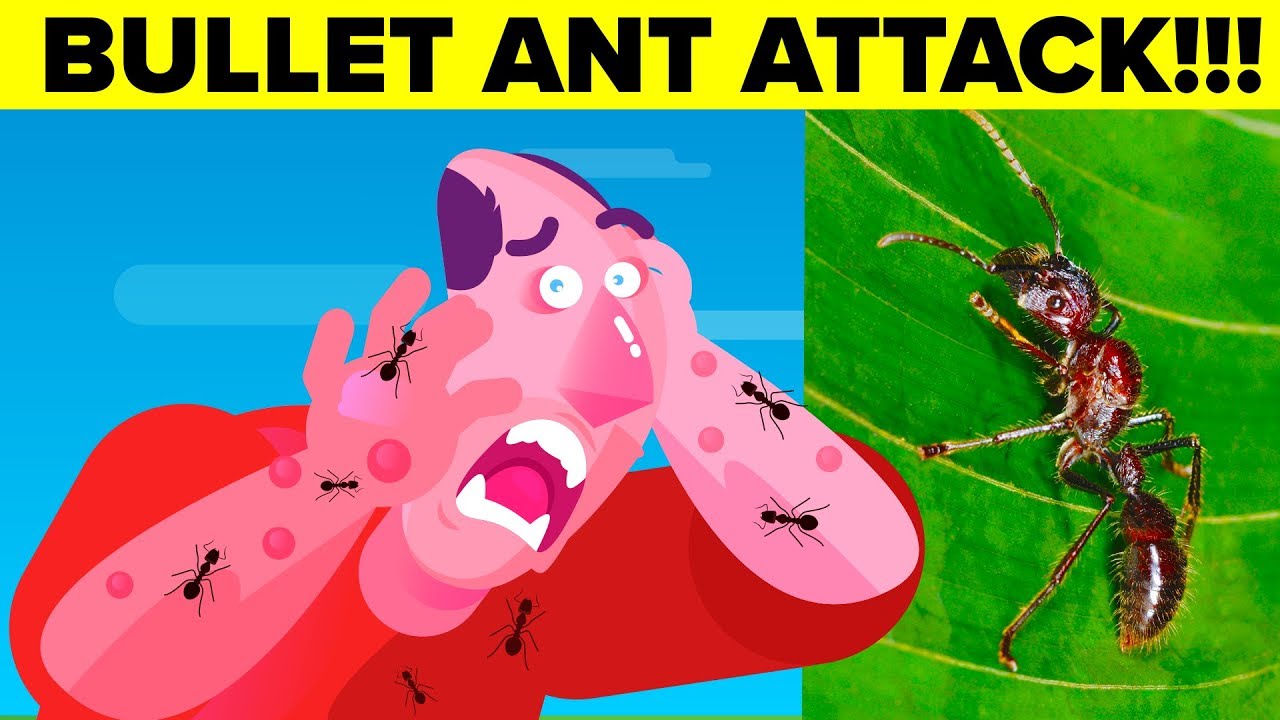 Video Infographic : Most Painful Insect Bite A Human Can Experience ...