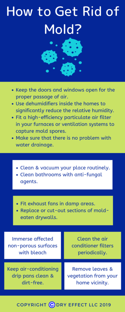 Infographic : How to Get Rid of Mold? – Infographic.tv – Number one ...