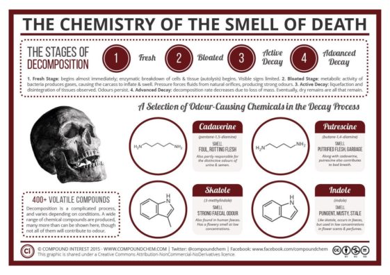Infographic : Stages of Decomposition – Infographic.tv – Number one ...