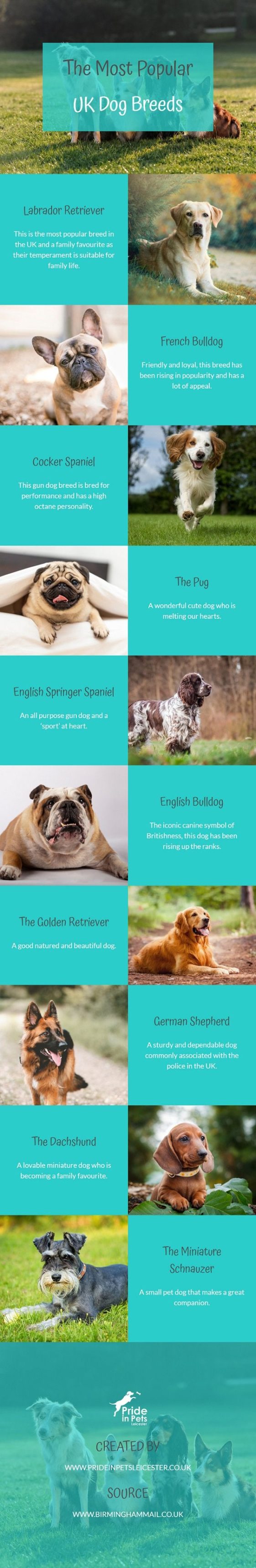Infographic : The Most Popular UK Dog Breeds – Infographic.tv – Number ...