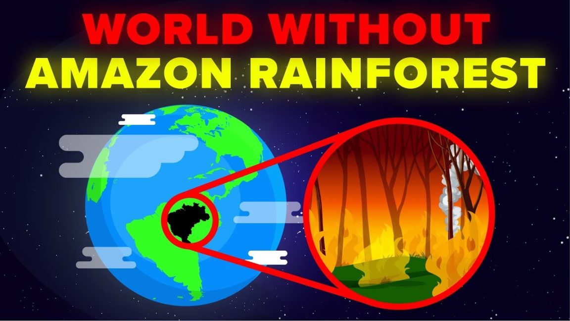 Video Infographic : World Without the Amazon Rainforest – Infographic ...