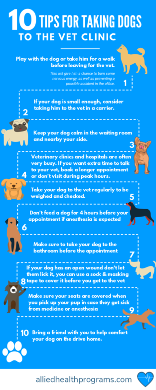 Infographic : 10 Tips for Taking Your Dog to the Vet – Infographic.tv ...