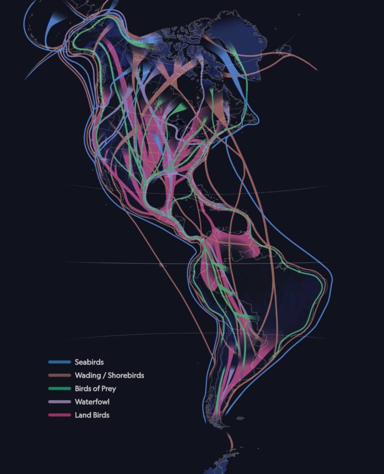 Map : Map showing different routes taken by migratory birds in the ...