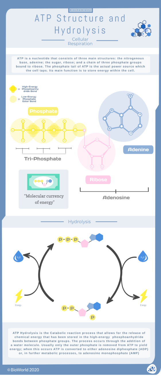 Chart : ATP Structure and Hydrolysis- Educational – Infographic.tv ...