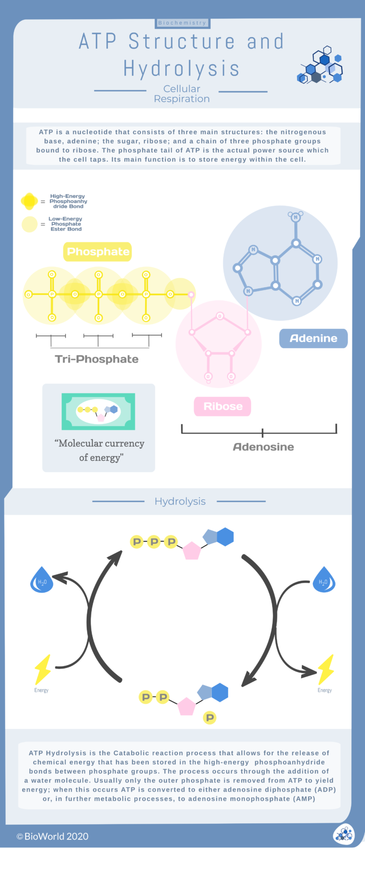 Chart : ATP Structure and Hydrolysis- Educational - Infographic.tv ...