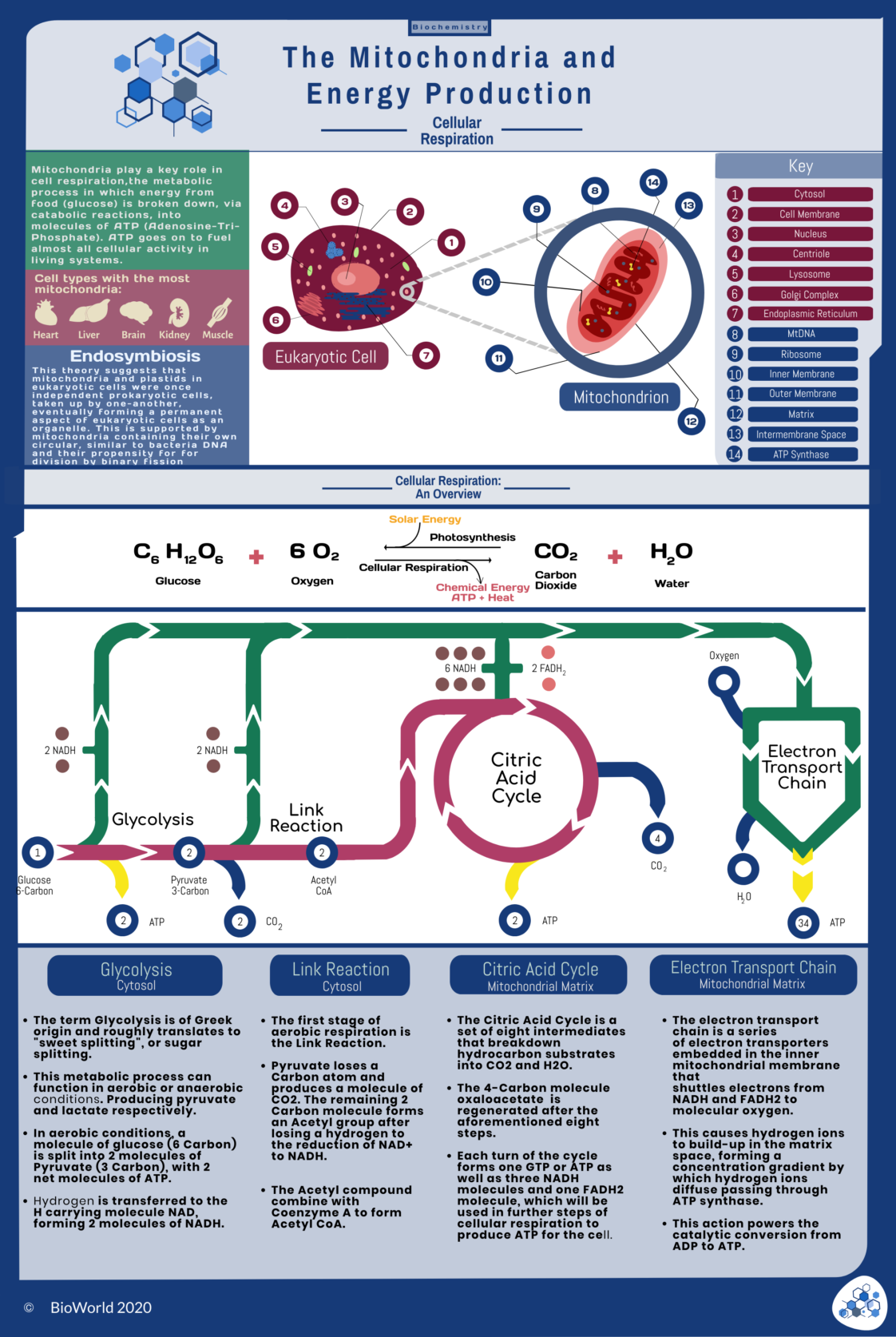 Chart : The Mitochondria and Energy Production – Educational ...