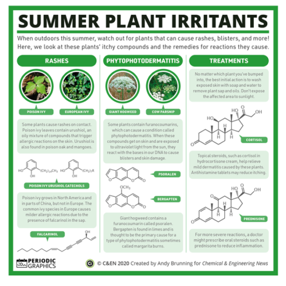 Graph : Brushed past poison ivy? Here are the chemical reactions that ...